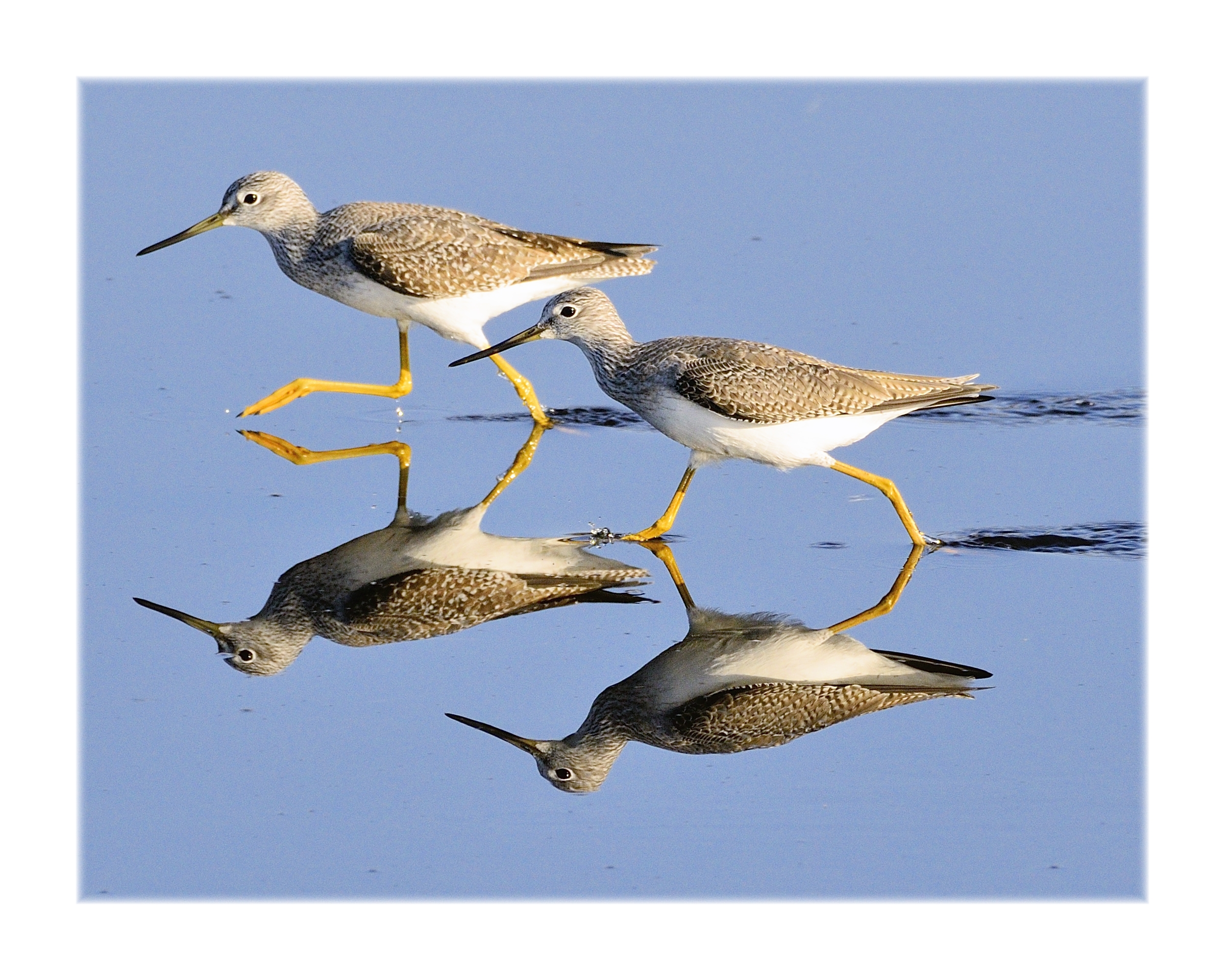Lesser Yellowlegs Feeding | Shutterbug